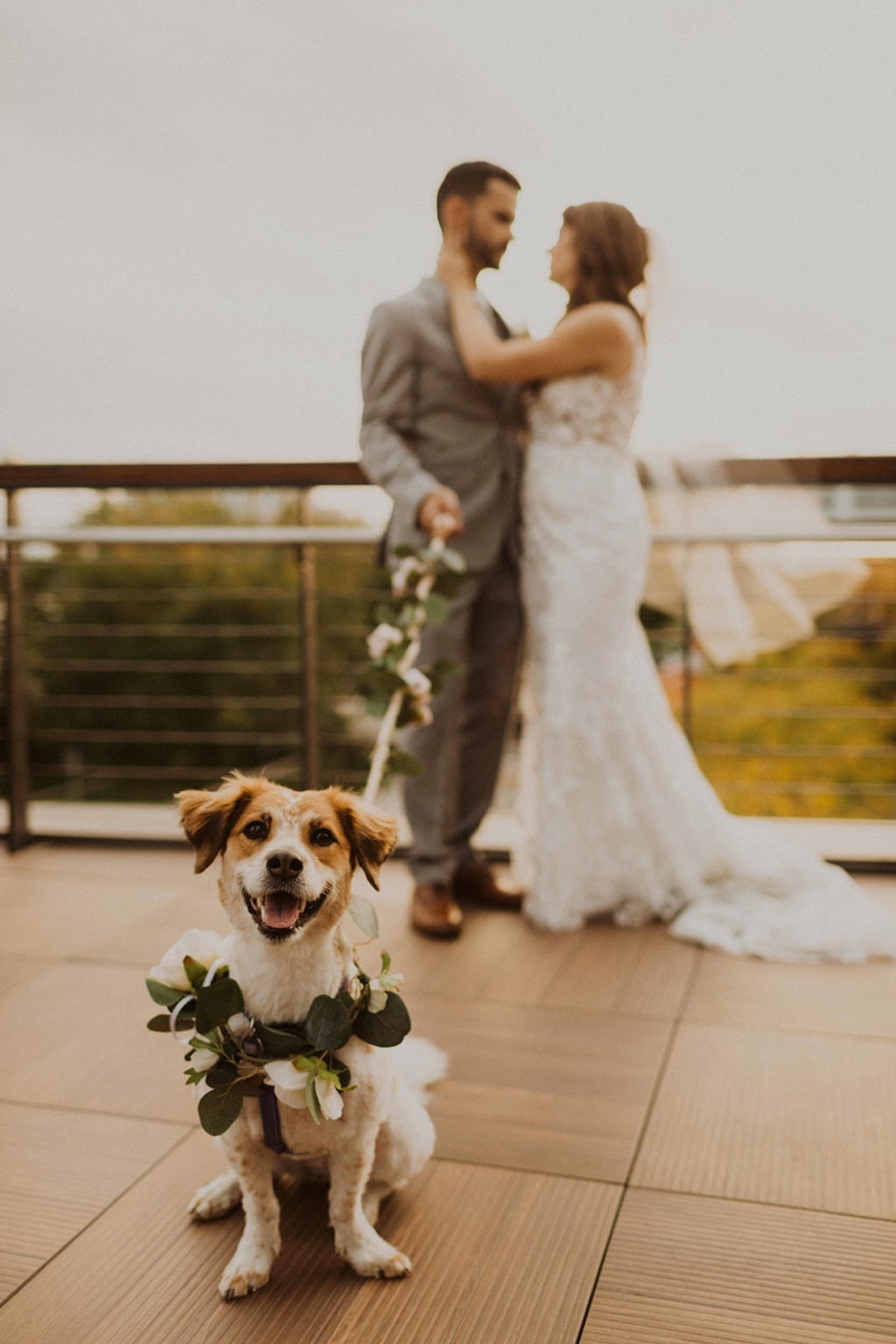 The Best Ways to Include Pets in Your Wedding | Shelly Pate Photography