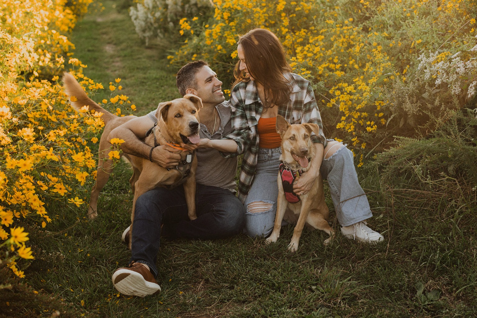 Engagement Photos With Dogs at Romantic Sunset Wildflower Field ...